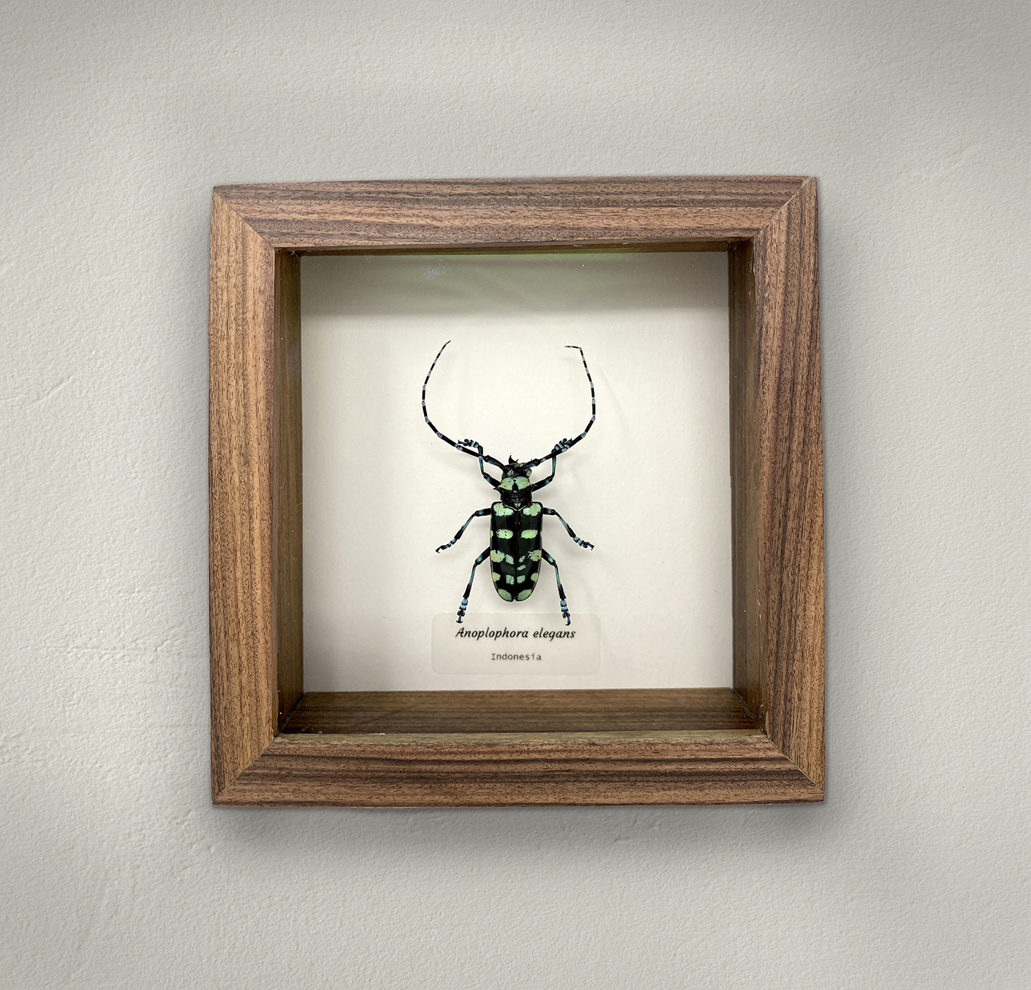 Finding your niche: “Brom’s Bug Box” and the art of quality framing ...